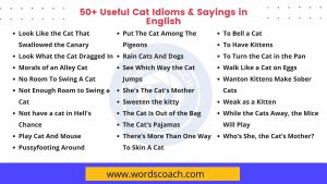 50+ Useful Cat Idioms & Sayings in English - Word Coach