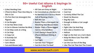 50+ Useful Cat Idioms & Sayings in English - Word Coach