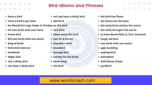 100+ Bird Idioms and Phrases - Word Coach