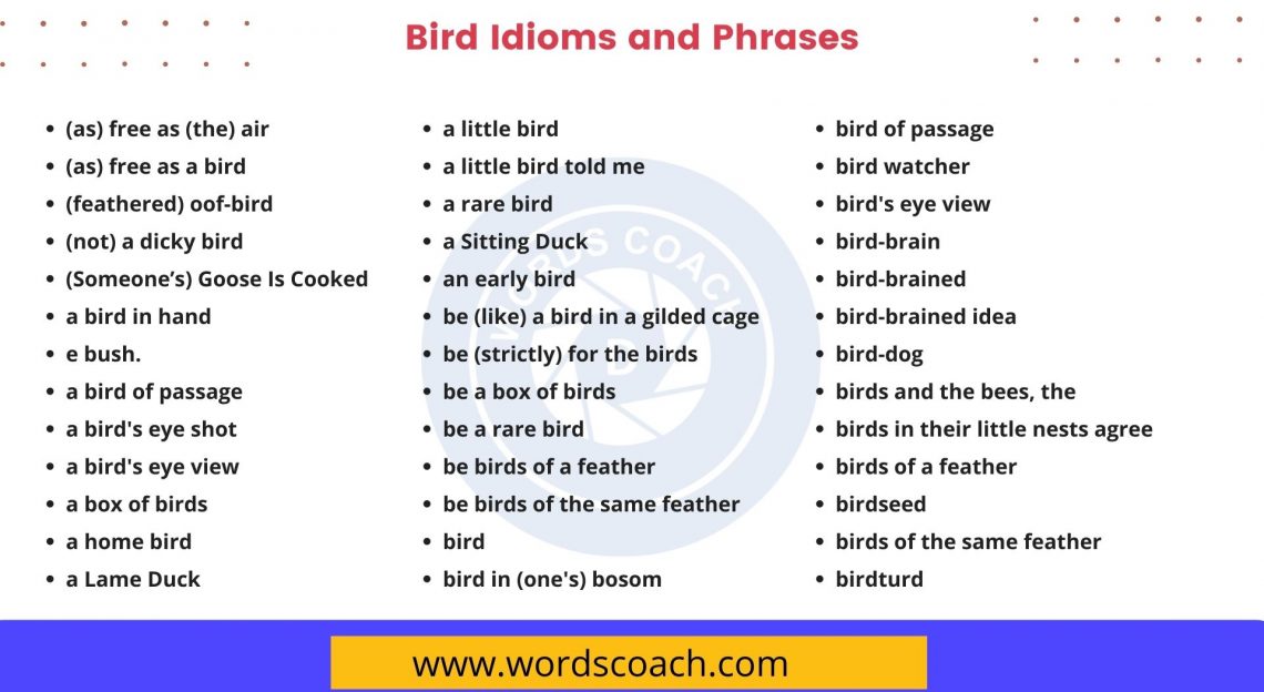 100+ Bird Idioms and Phrases - Word Coach