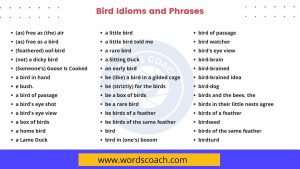 100+ Bird Idioms and Phrases - Word Coach